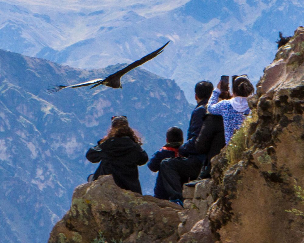 Andean Condors In Colca Canyon, Peru: How To Experience Peru's Coolest ...