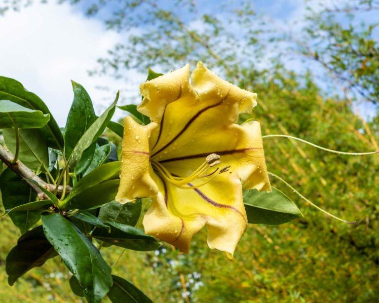 Get A Taste Of Hawaii On This Lydgate Farms Kauai Chocolate Tour ...