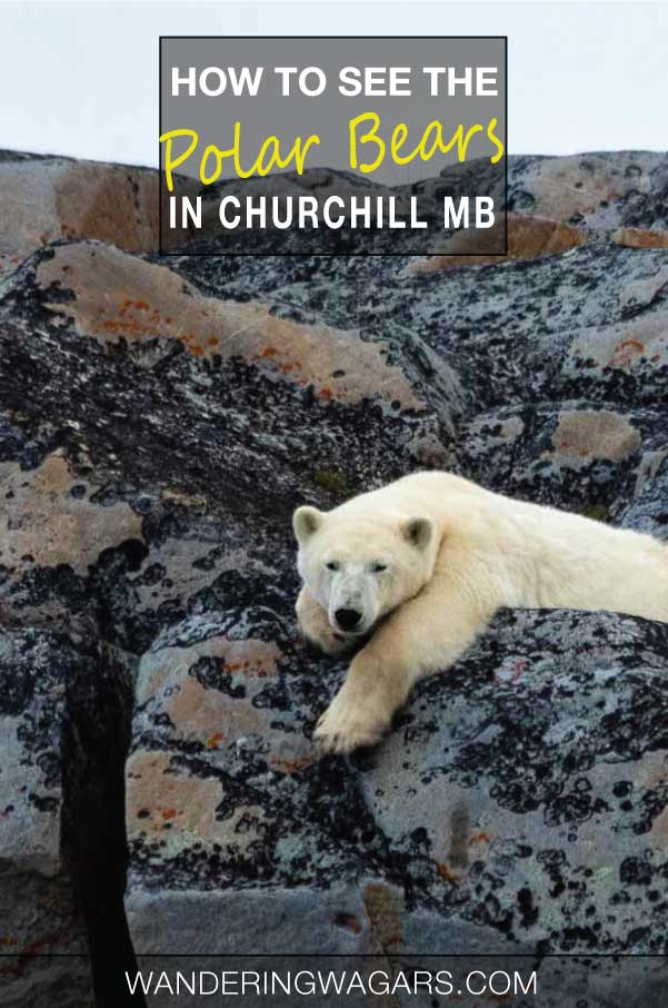 How To See Churchill Polar Bears In The Wild - Adventure Family Travel ...