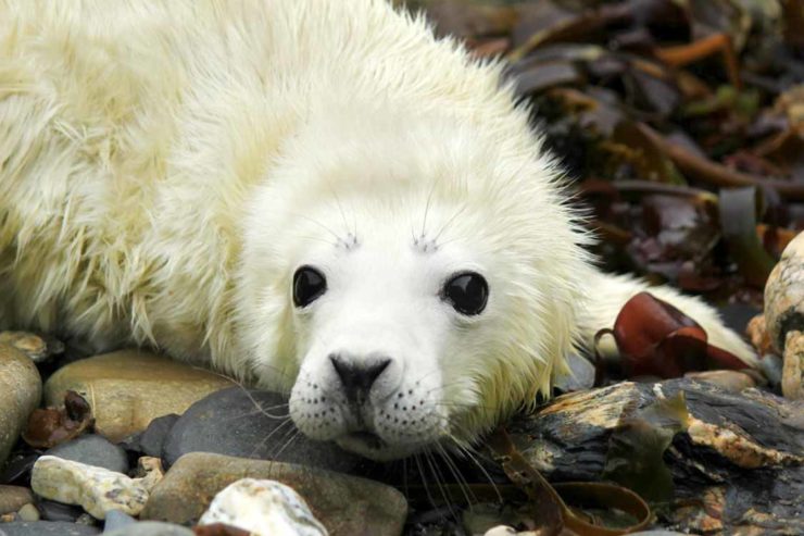 The Ultimate Wildlife In Canada Bucket List: Where To See The Coolest ...