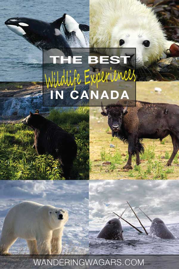The Ultimate Wildlife In Canada Bucket List: Where To See The Coolest ...