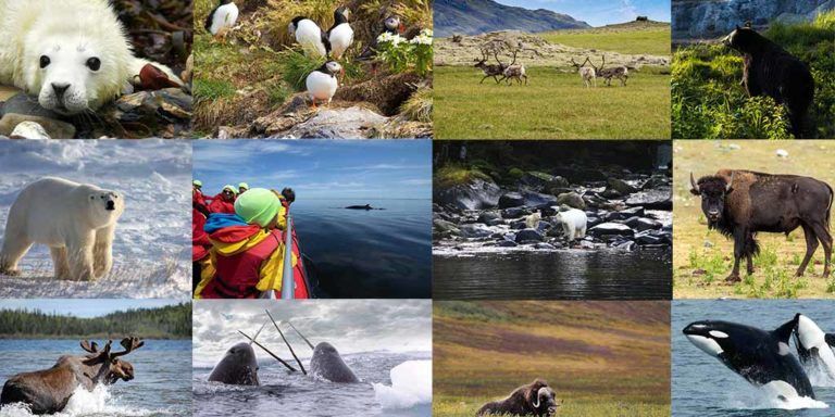 The Ultimate Wildlife In Canada Bucket List: Where To See The Coolest ...