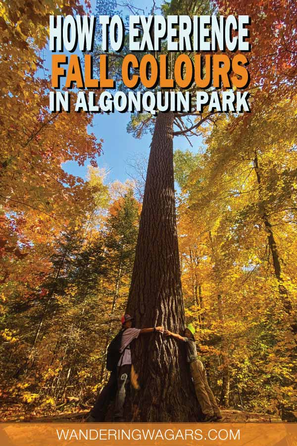 Where To See The Best Fall Colours In Algonquin Provincial Park ...