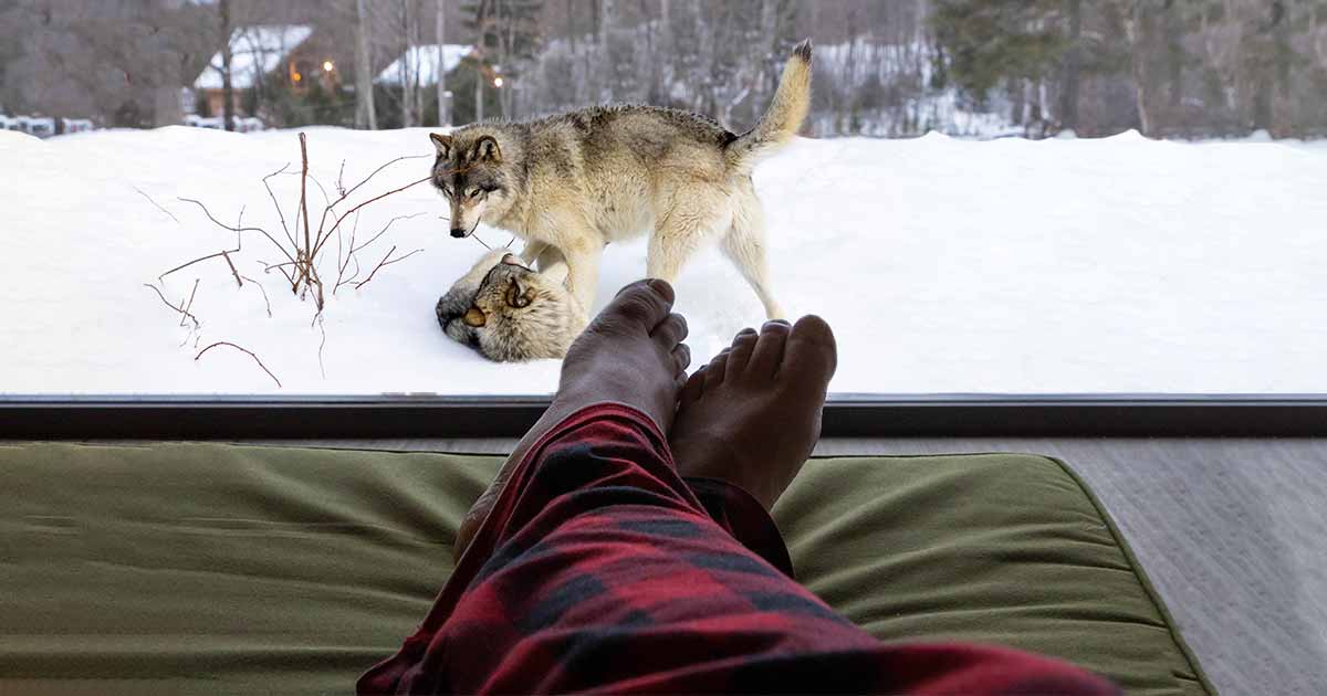 Waking With Wolves: A Weekend At The Parc Omega Wolf Cabin - Adventure ...
