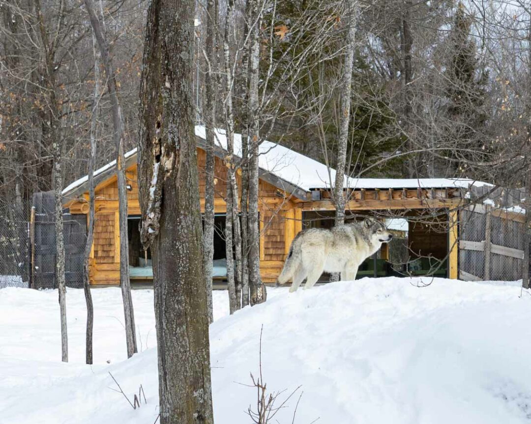 Waking With Wolves: A Weekend At The Parc Omega Wolf Cabin - Adventure ...