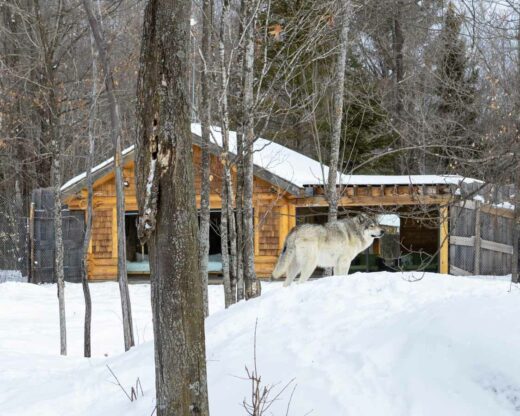 Waking With Wolves: A Weekend At The Parc Omega Wolf Cabin - Adventure ...